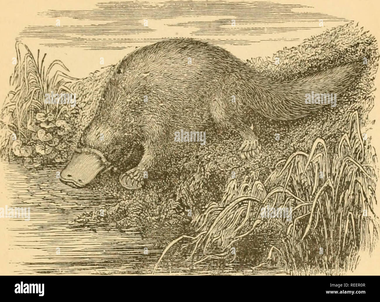 Echidna burrow hi-res stock photography and images - Alamy