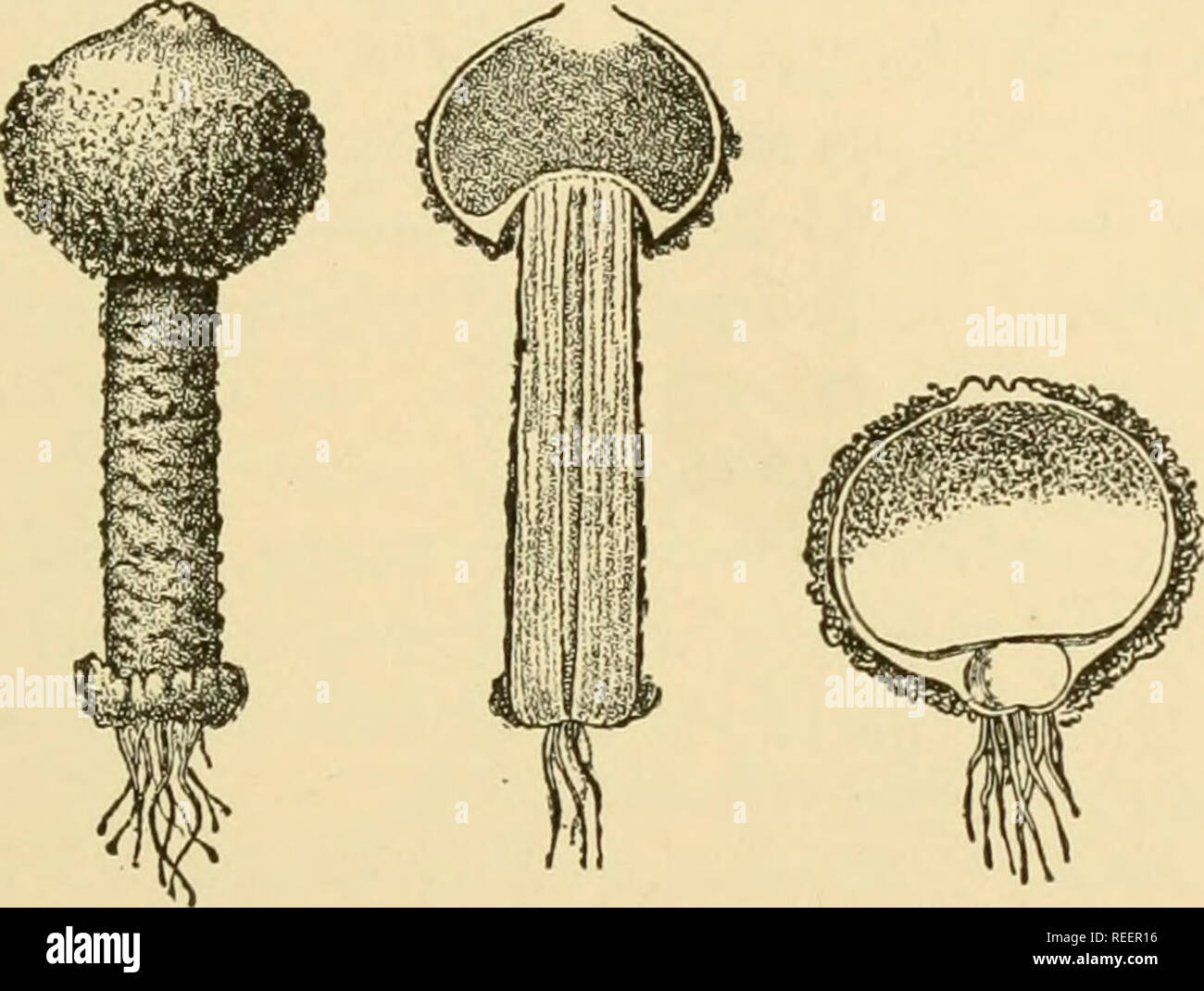 Calostomataceae hi-res stock photography and images - Alamy