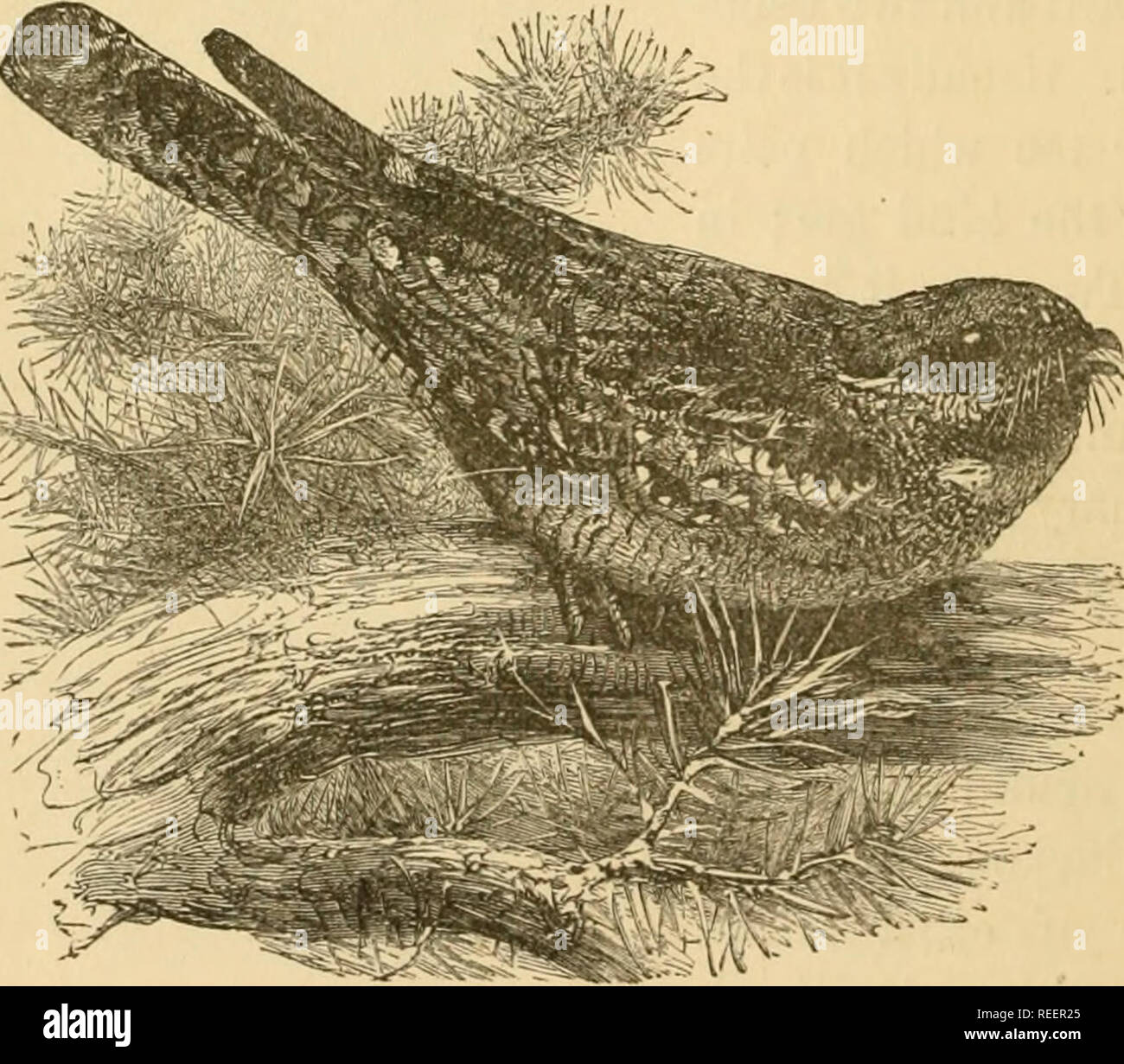 Goat sucker hi-res stock photography and images - Alamy