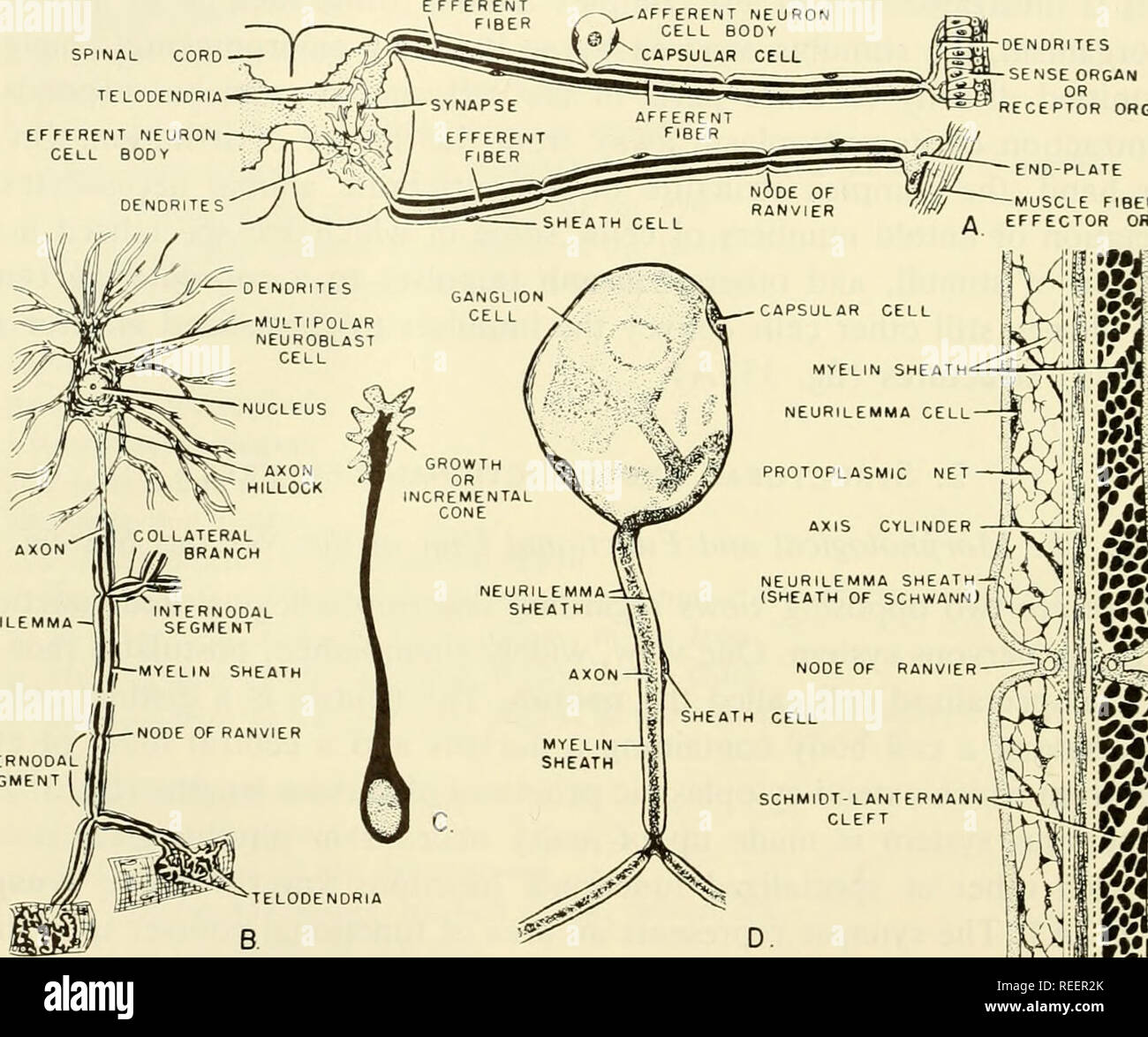 . Comparative embryology of the vertebrates; with 2057 drawings and ...
