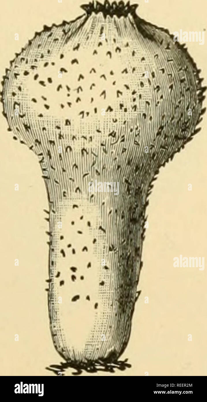. Comparative morphology of Fungi. Fungi. GASTEROMYCETES 473 gradually ...