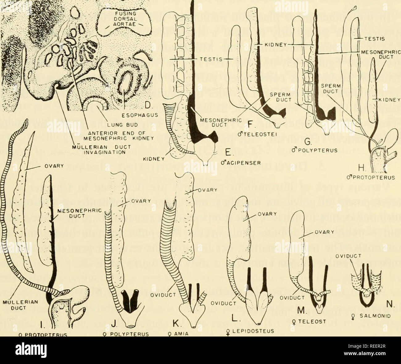. Comparative embryology of the vertebrates; with 2057 drawings and ...