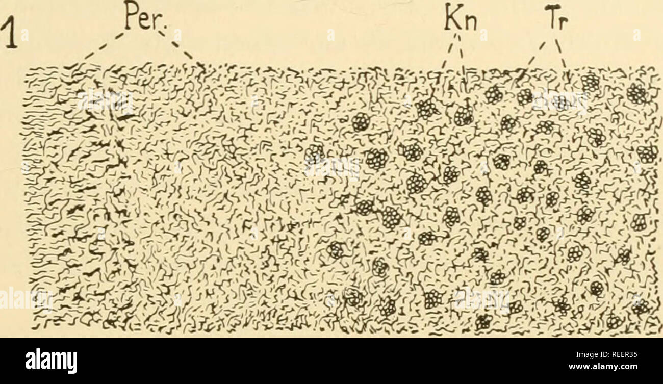Dark hyphae hi-res stock photography and images - Alamy