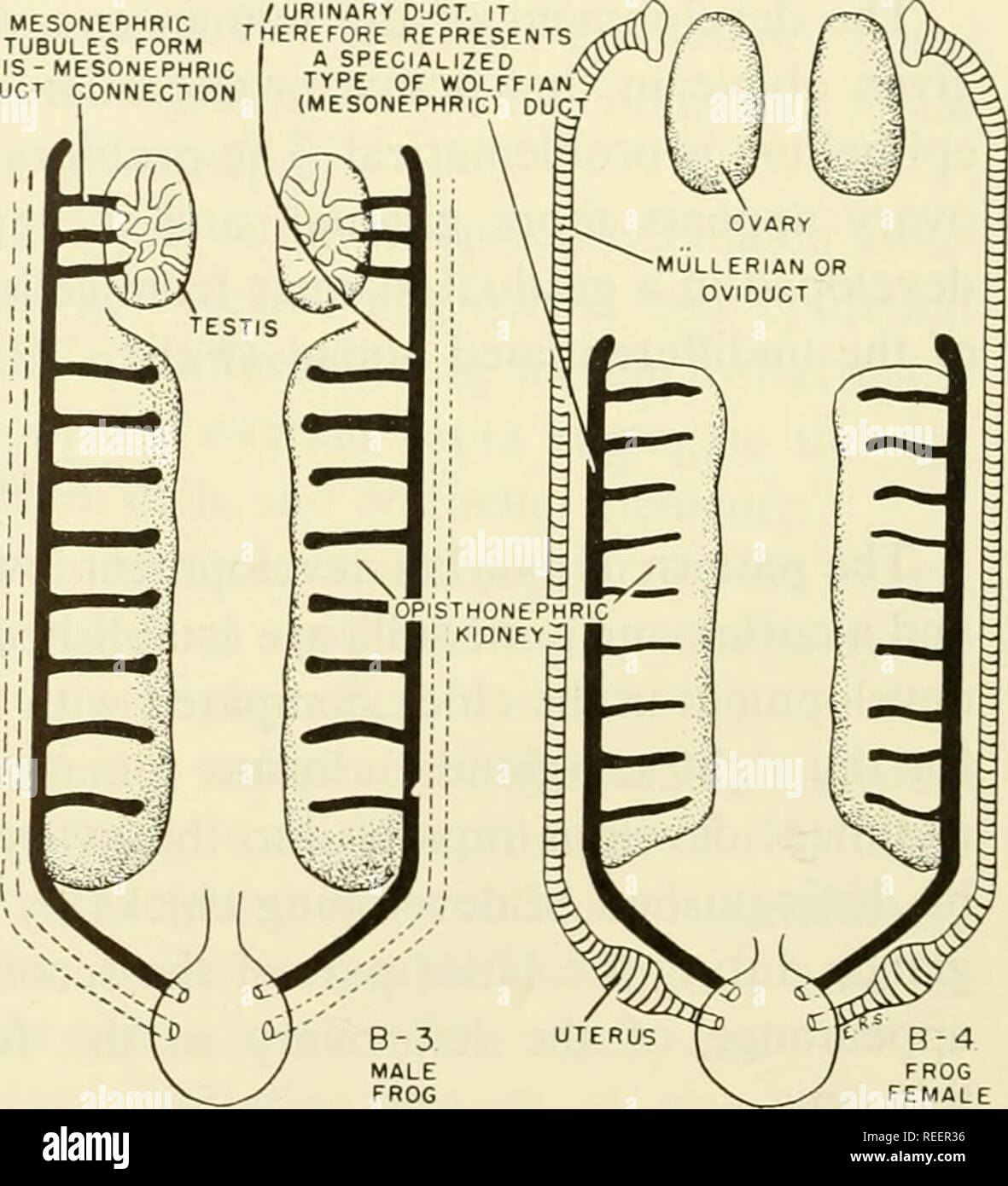 . Comparative embryology of the vertebrates; with 2057 drawings and ...