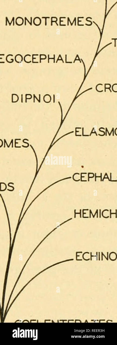 Phylogenesis hi-res stock photography and images - Alamy