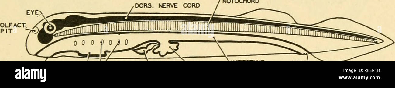 Urochordates hi-res stock photography and images - Alamy