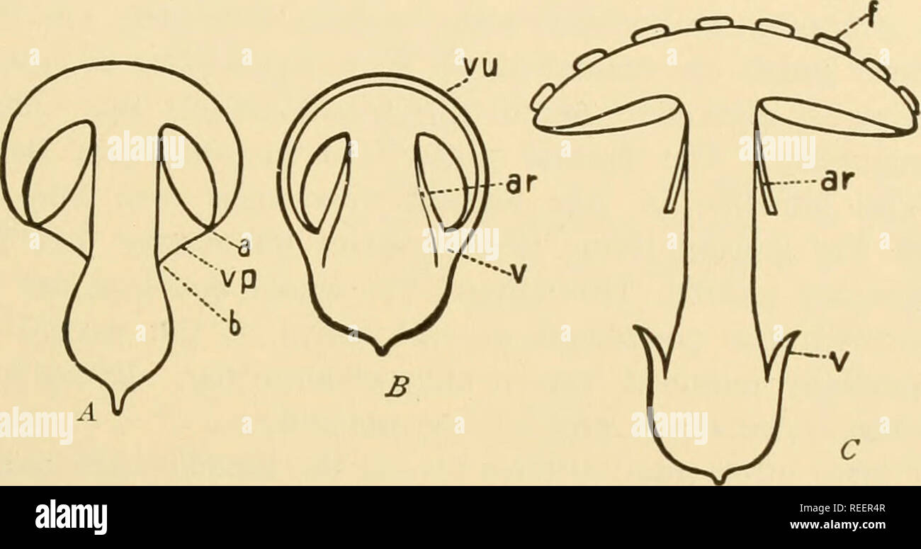 . Comparative morphology of Fungi. Fungi. AGARICALES 453 stipe, as ...