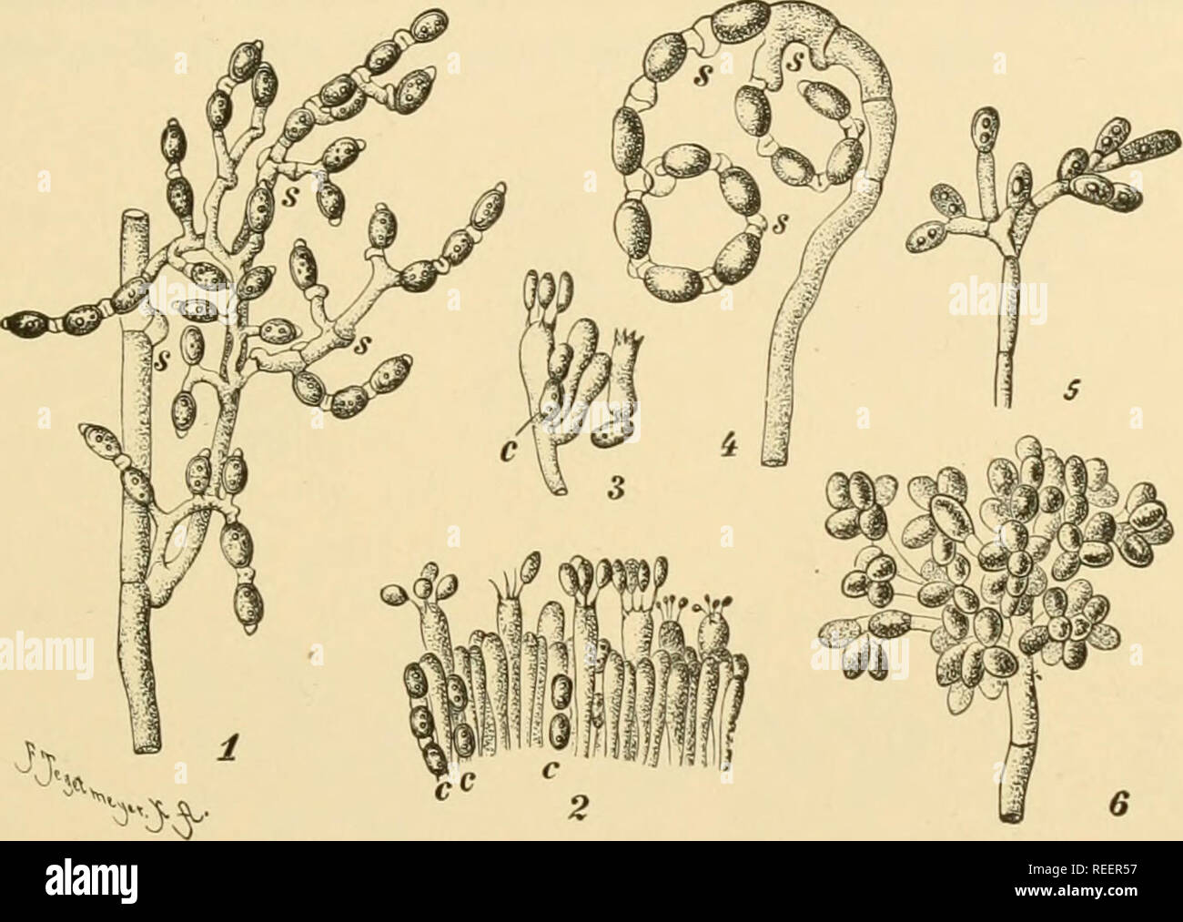 Mushroom life cycle ending hi-res stock photography and images - Alamy