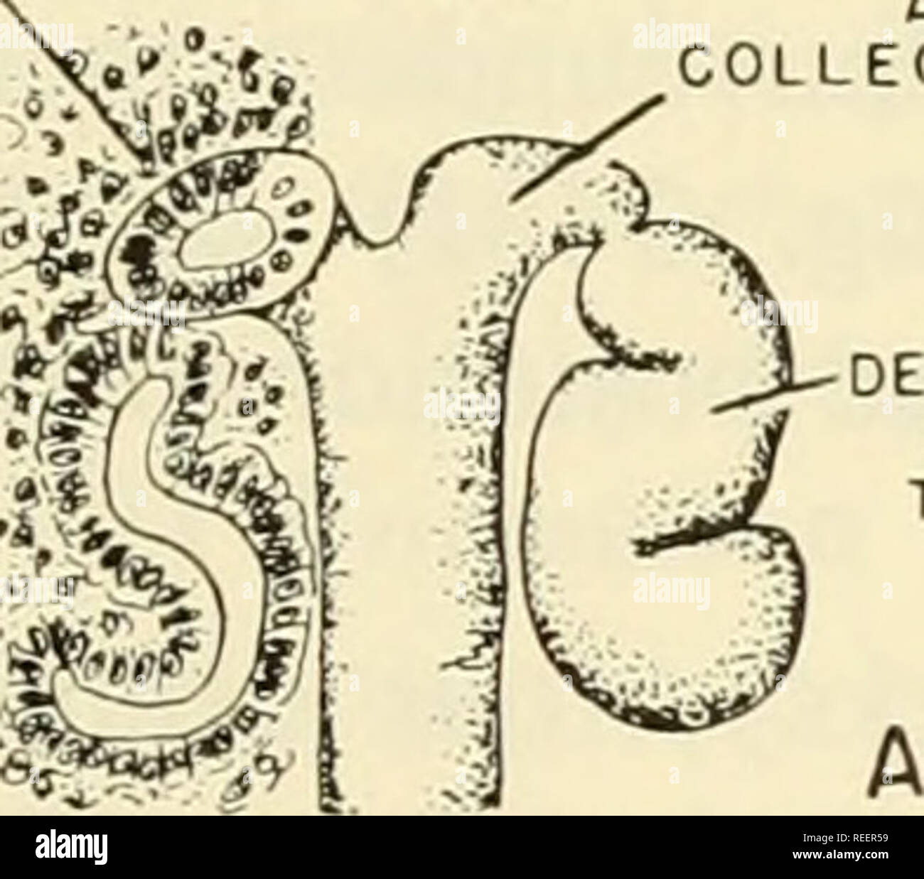 Collecting tubule hi-res stock photography and images - Alamy