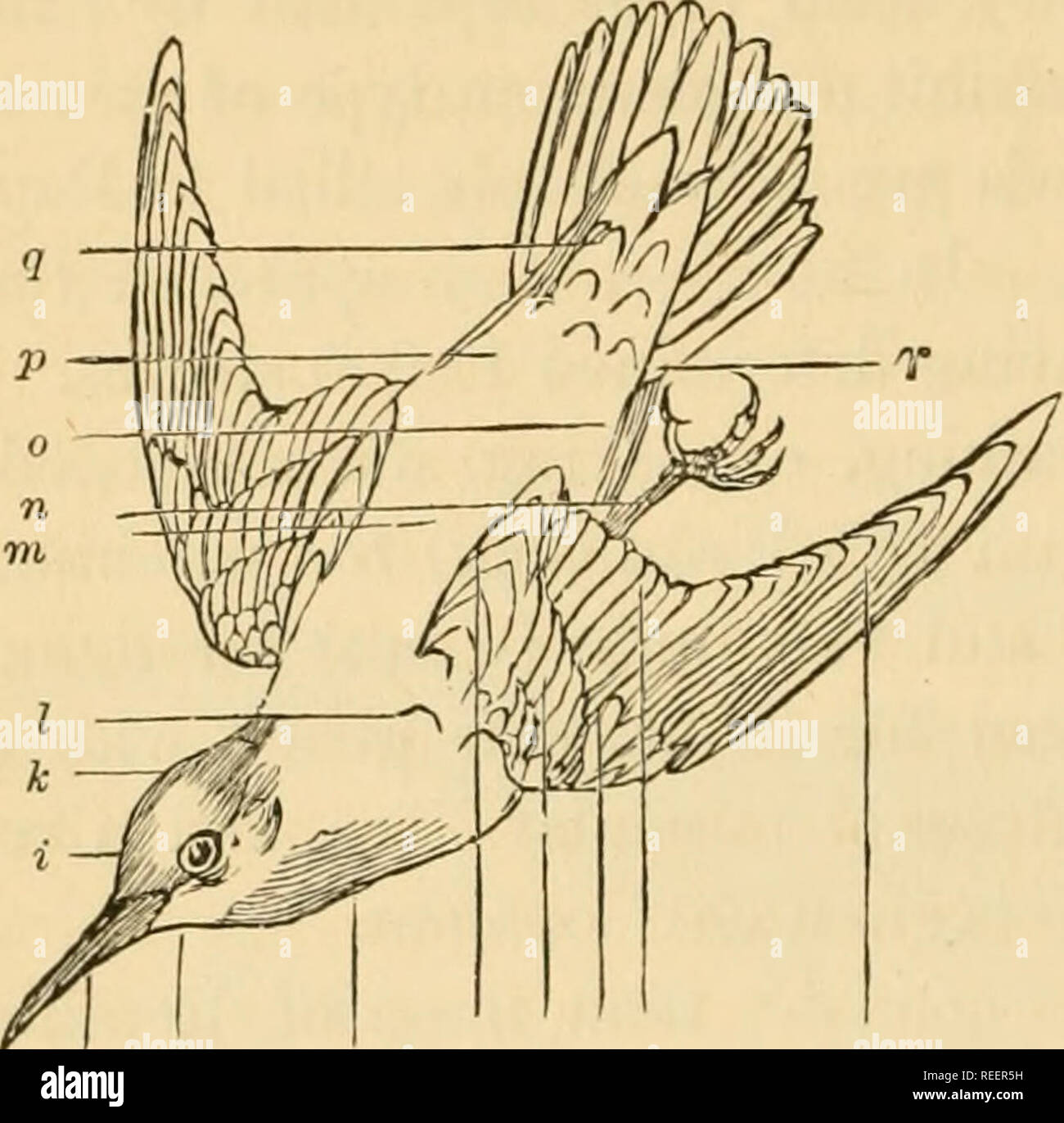 Secondary and tertiary wing feathers hi-res stock photography and ...