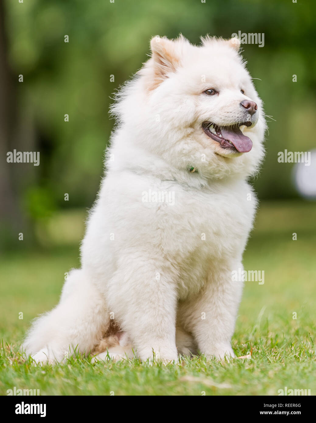 Samoyed sitting hi-res stock photography and images - Alamy