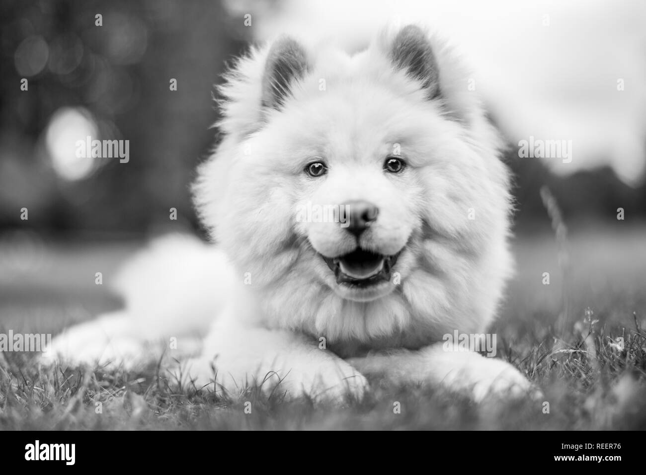 Young lion fur Black and White Stock Photos & Images - Alamy