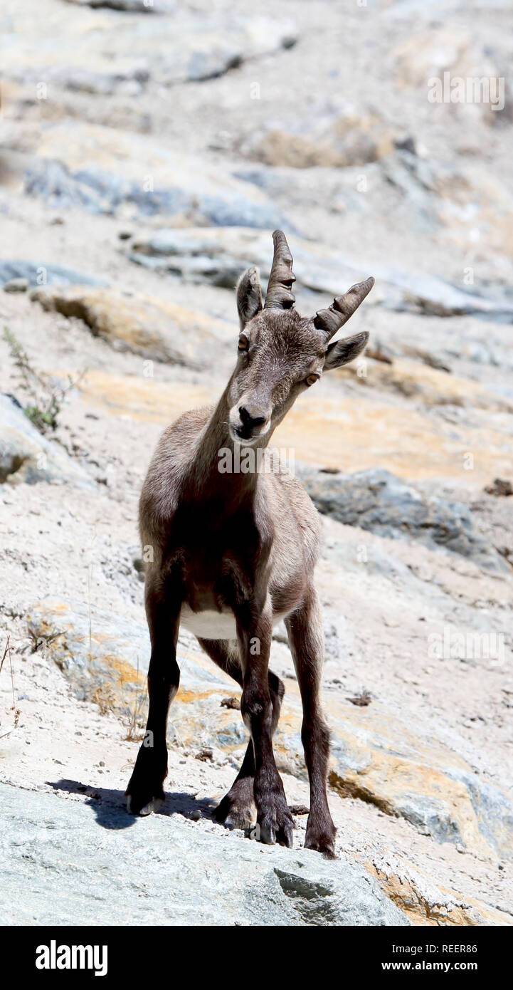 Alpine ibex young animals hi-res stock photography and images - Alamy