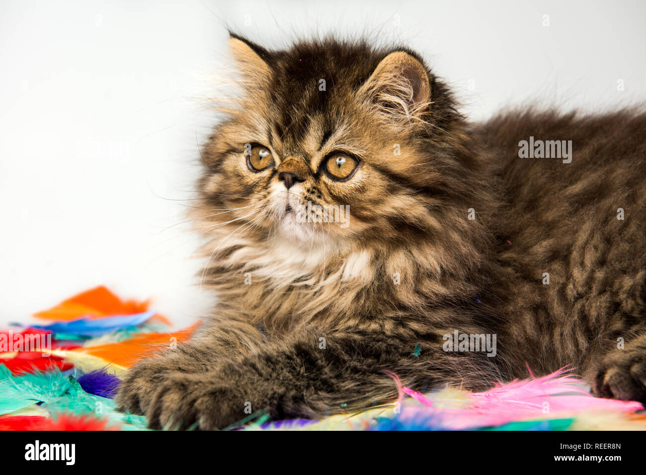 Beautiful Persian kitten cat marble color coat on white background ...