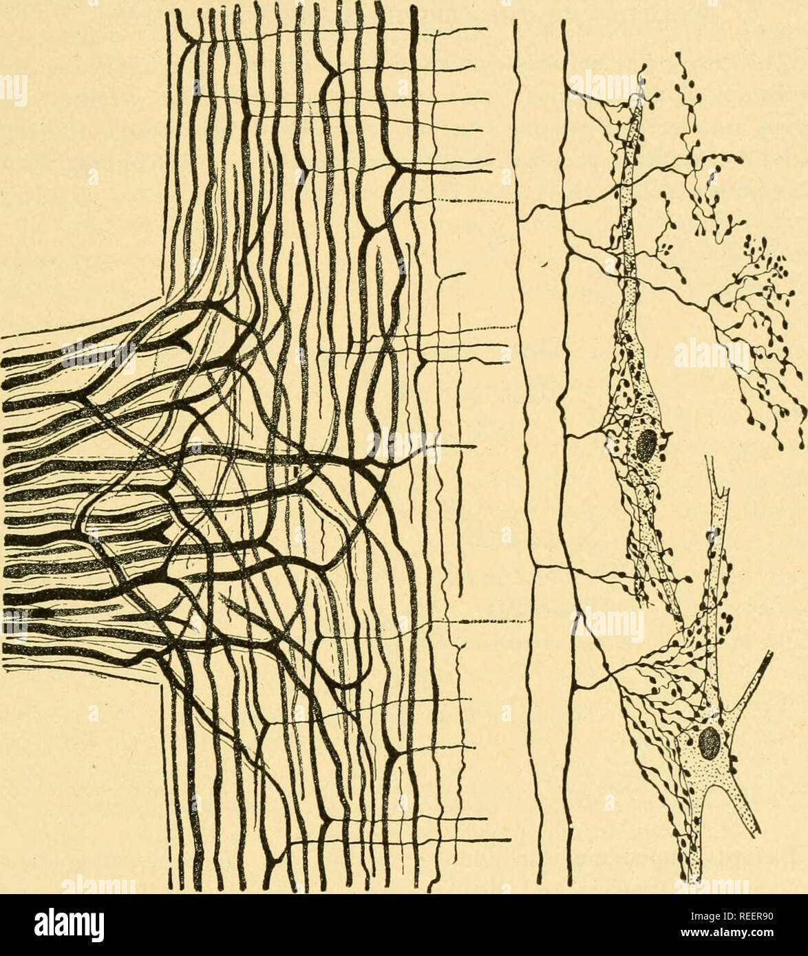 . Comparative anatomy. Anatomy, Comparative. THE NERVOUS SYSTEM 521 ...