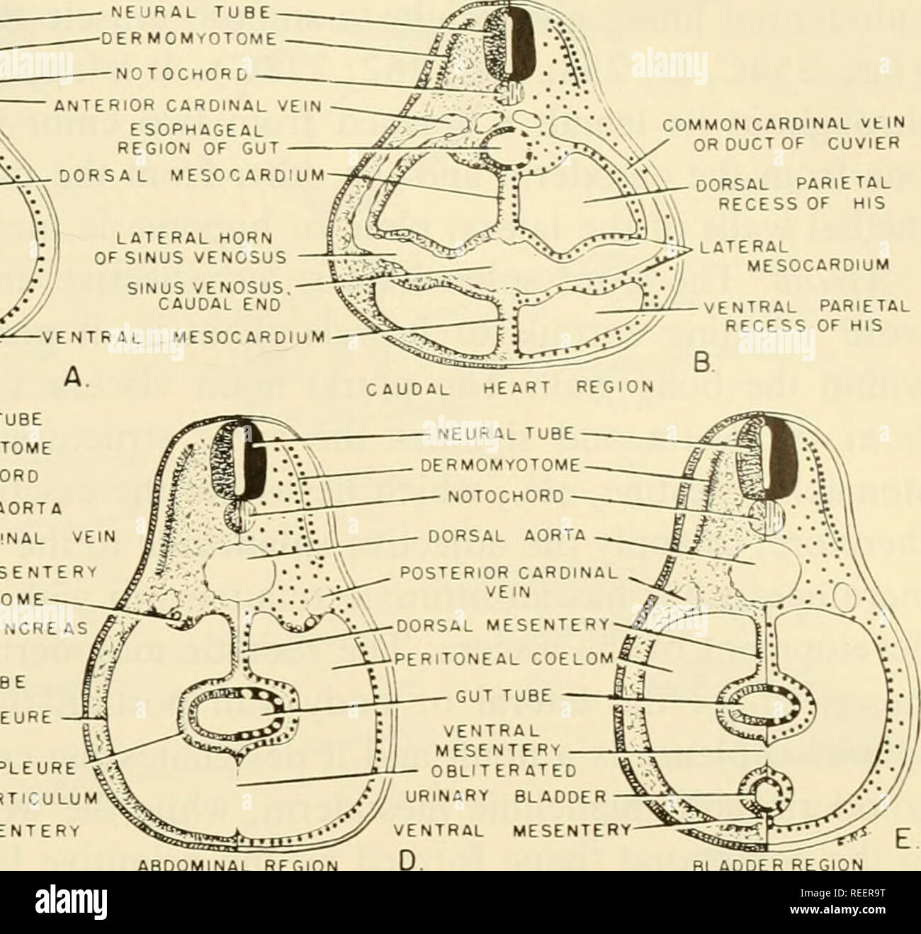 . Comparative embryology of the vertebrates; with 2057 drawings and ...