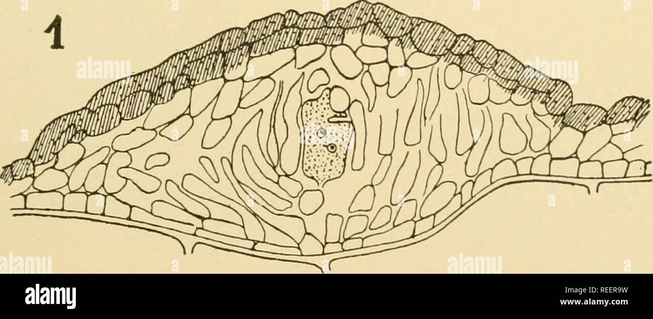 . Comparative morphology of Fungi. Fungi. Fig. 194.—Stigmatea ...