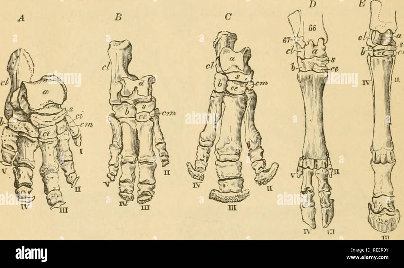 Cat leaping at dog hi-res stock photography and images - Alamy