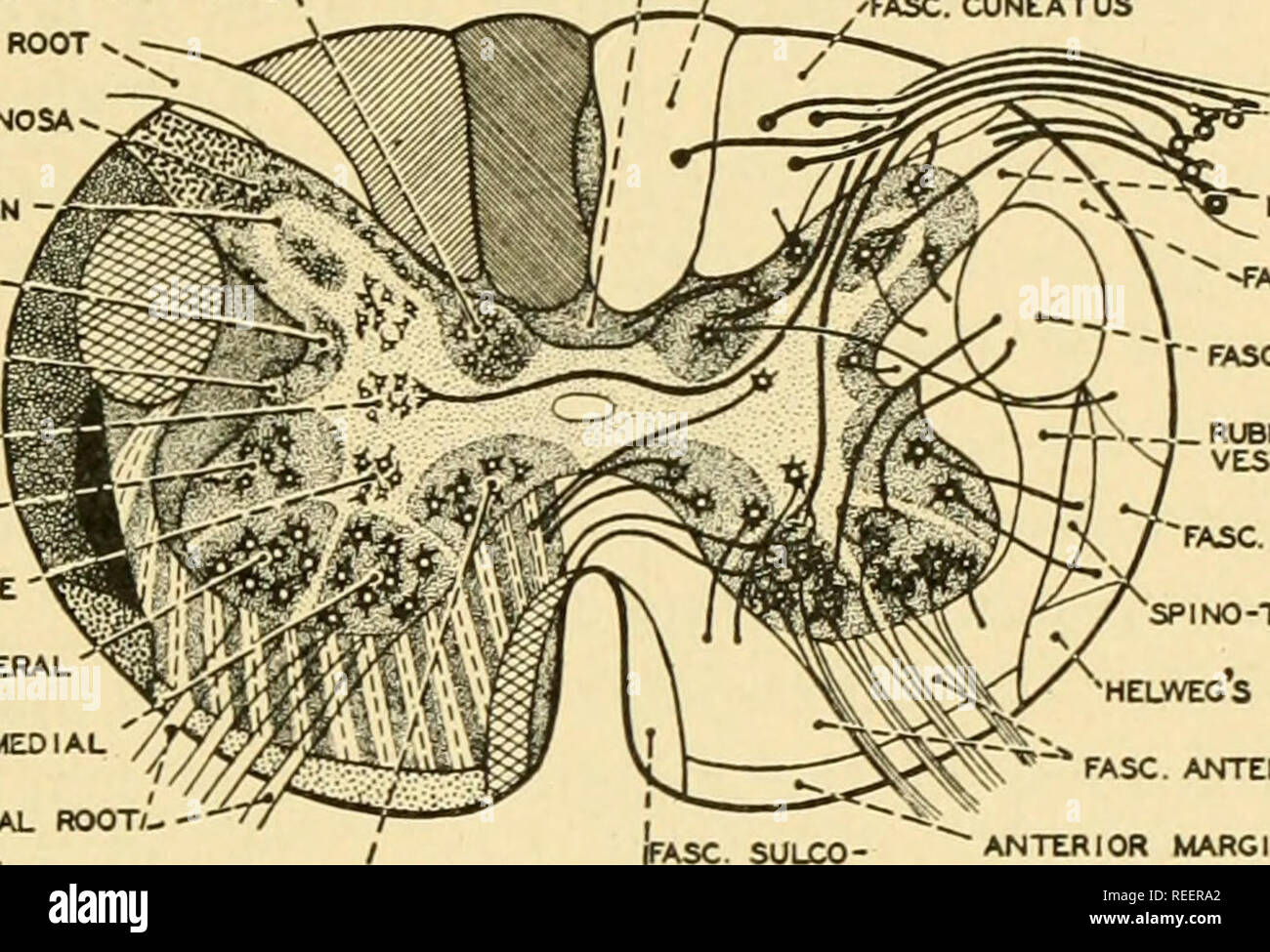 Nerve Cross Section Diagram