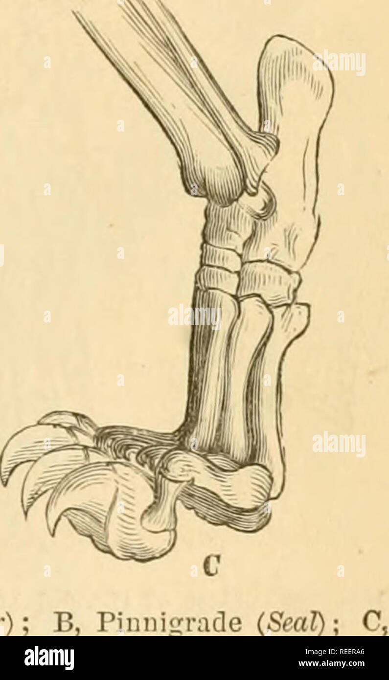 Five Toed Feet High Resolution Stock Photography and Images - Alamy