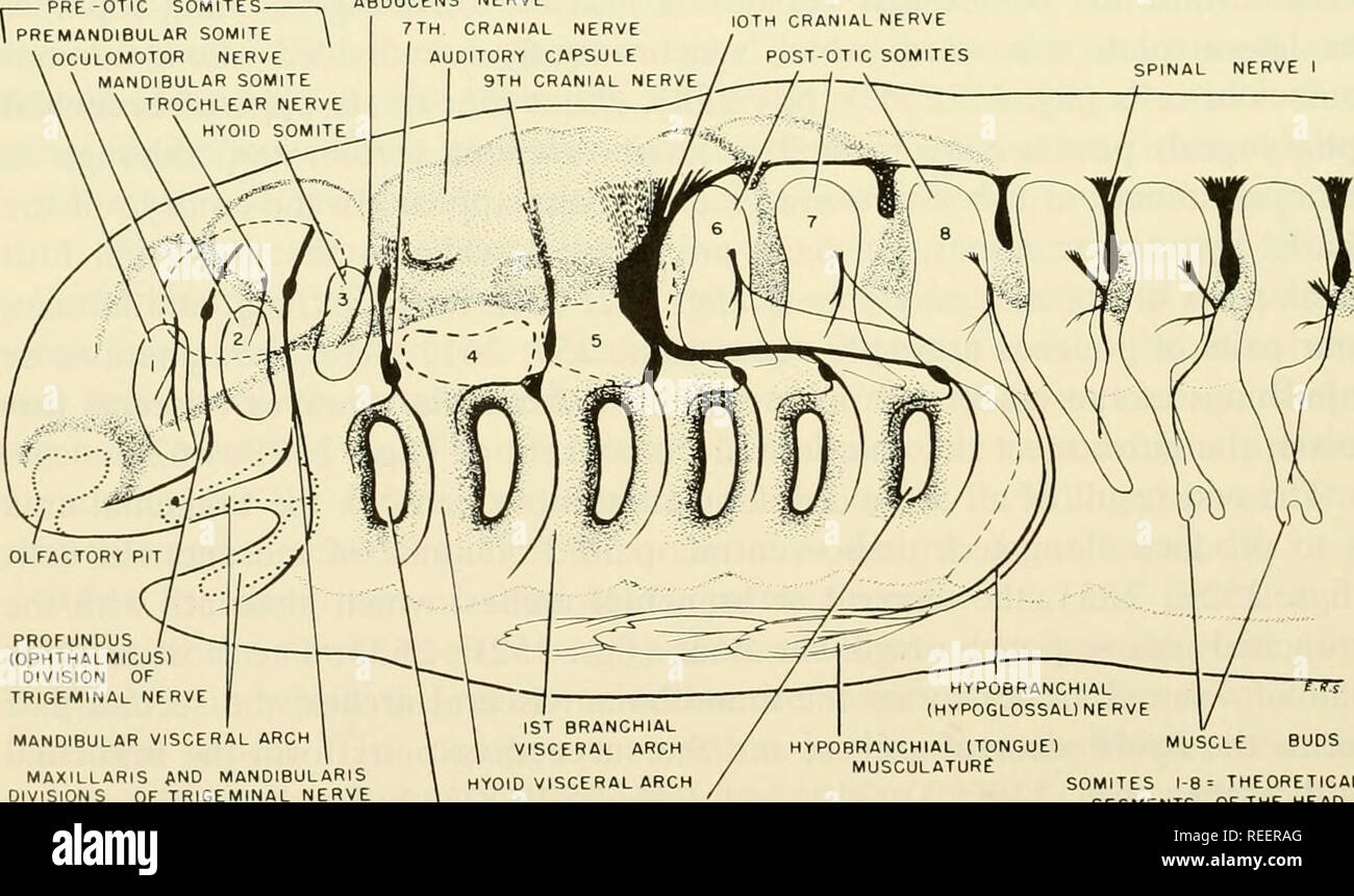 . Comparative embryology of the vertebrates; with 2057 drawings and ...
