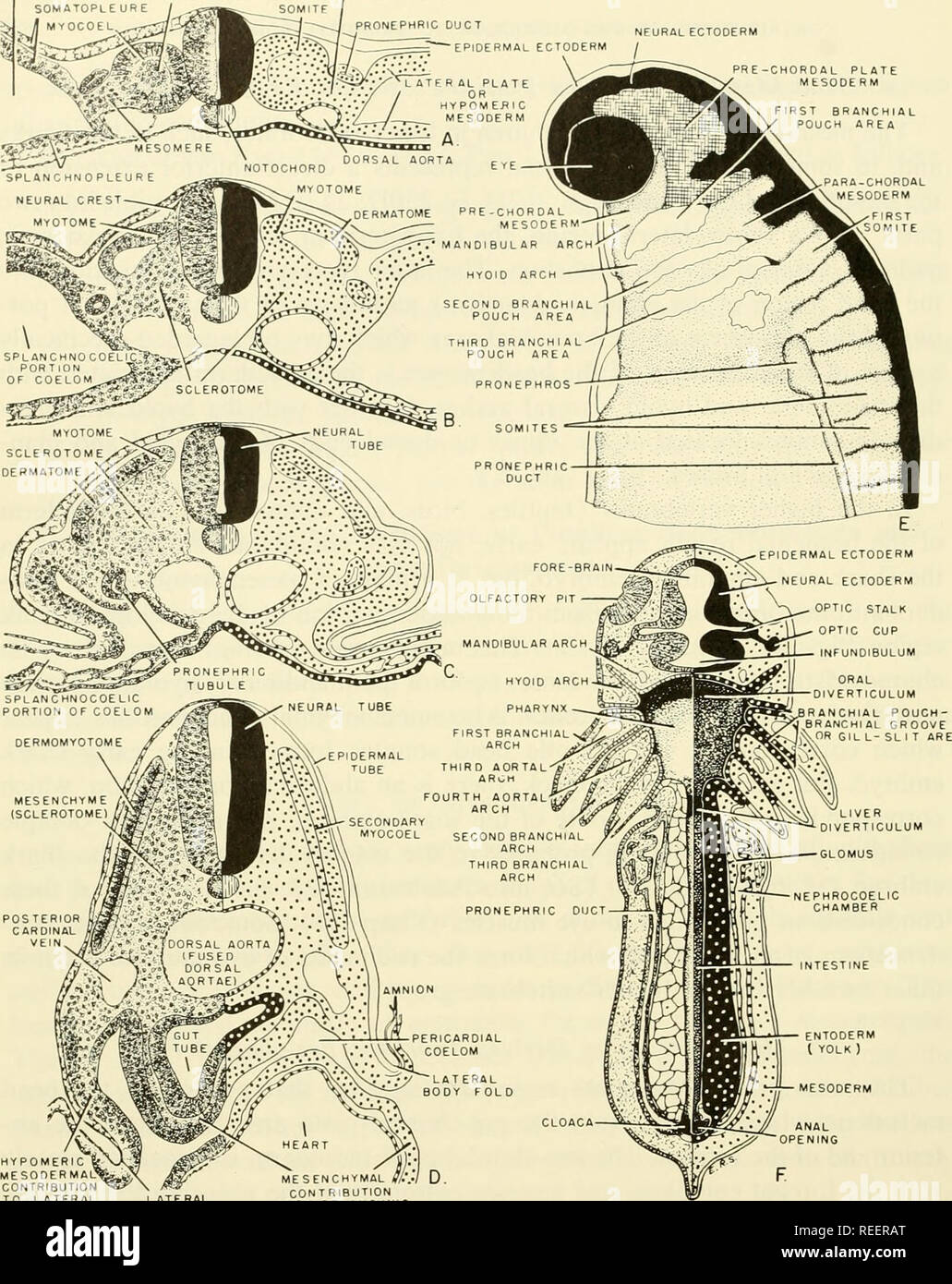 . Comparative embryology of the vertebrates; with 2057 drawings and ...