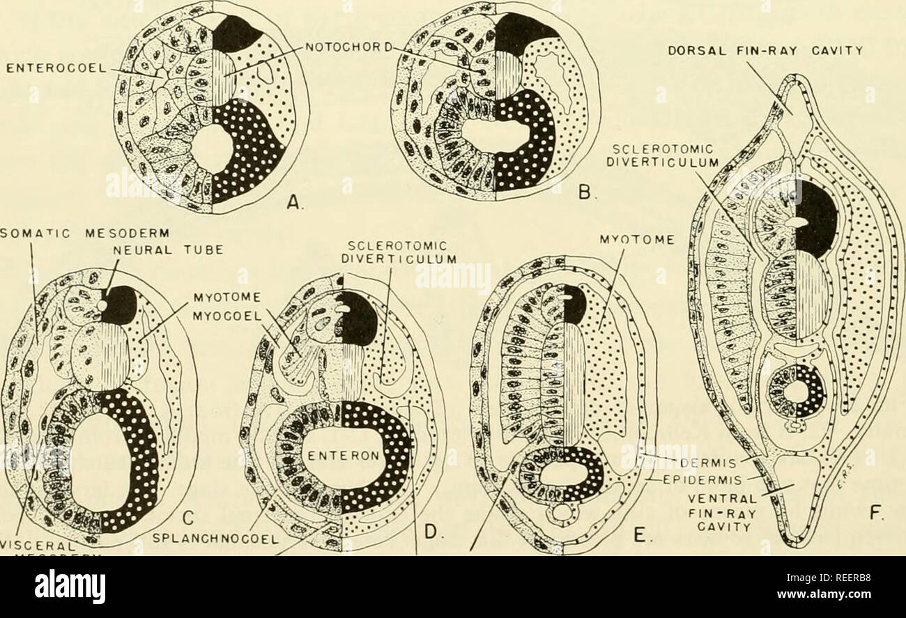 . Comparative embryology of the vertebrates; with 2057 drawings and ...