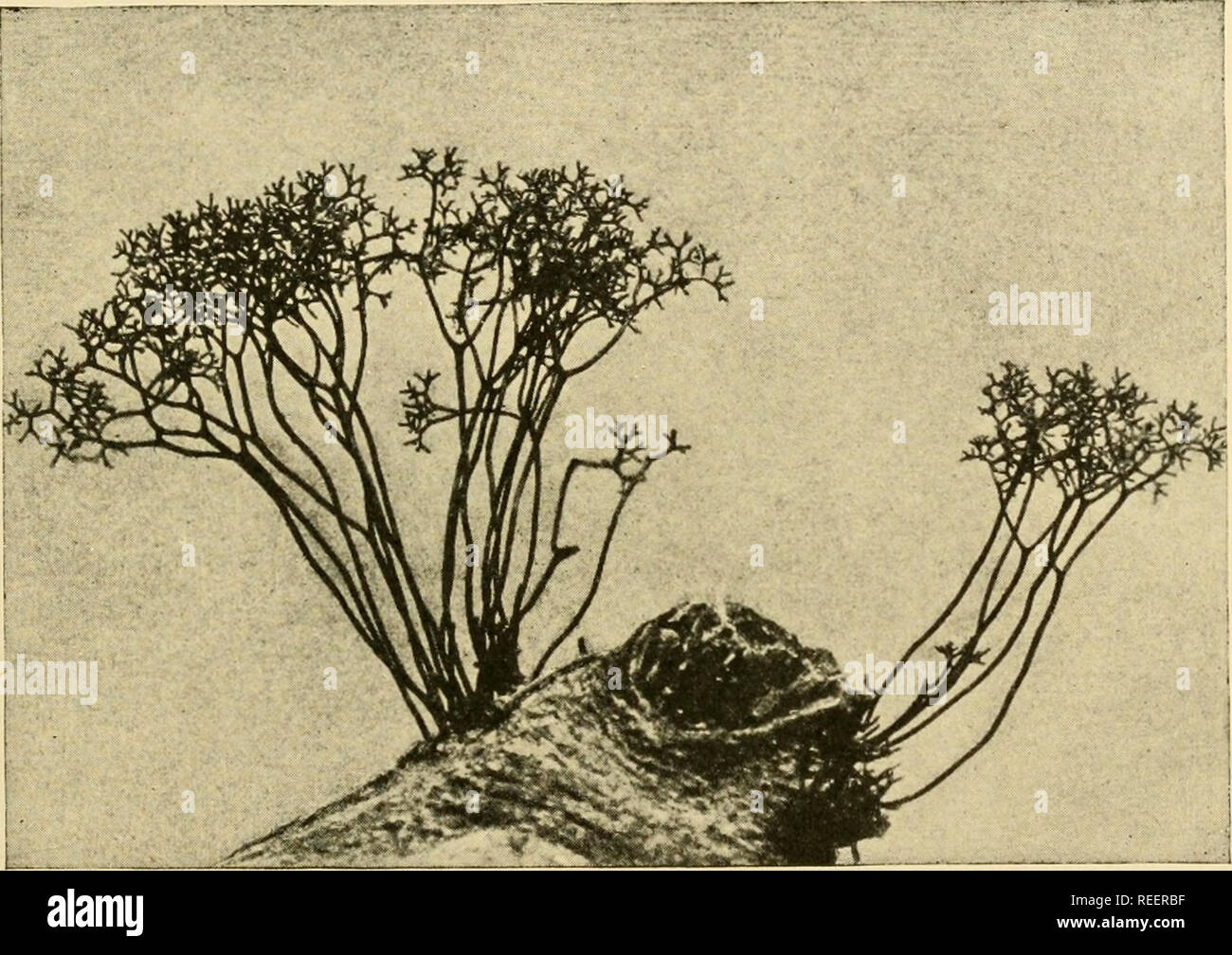 . Comparative morphology of Fungi. Fungi. SPHAERIALES 289 growth, while ...