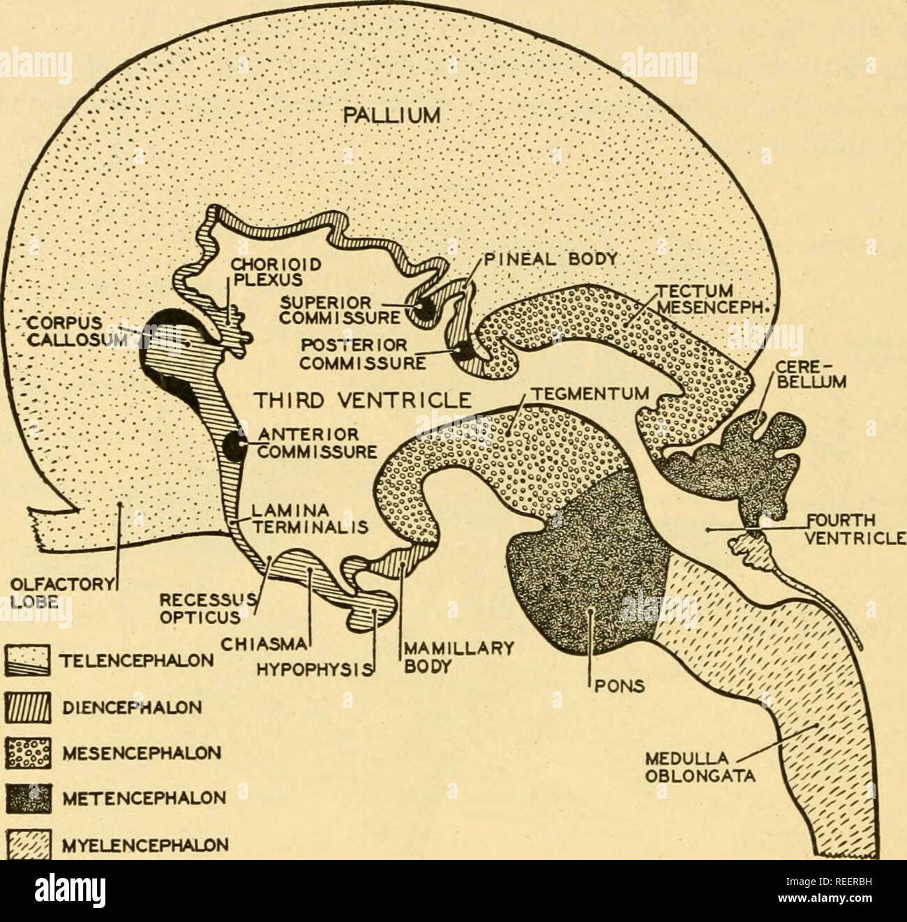 Metencephalon hi-res stock photography and images - Alamy