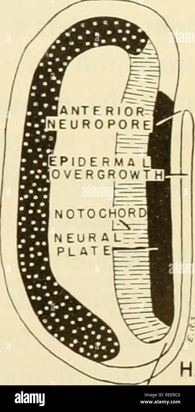 Mesodermal cells hi-res stock photography and images - Alamy