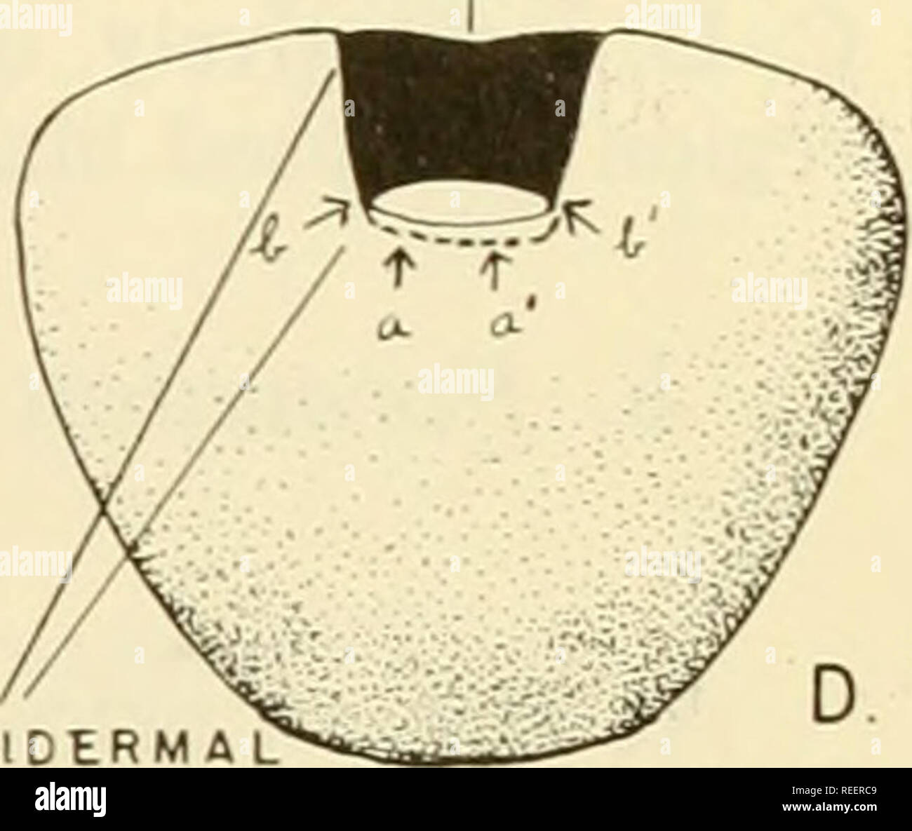 . Comparative embryology of the vertebrates; with 2057 drawings and ...