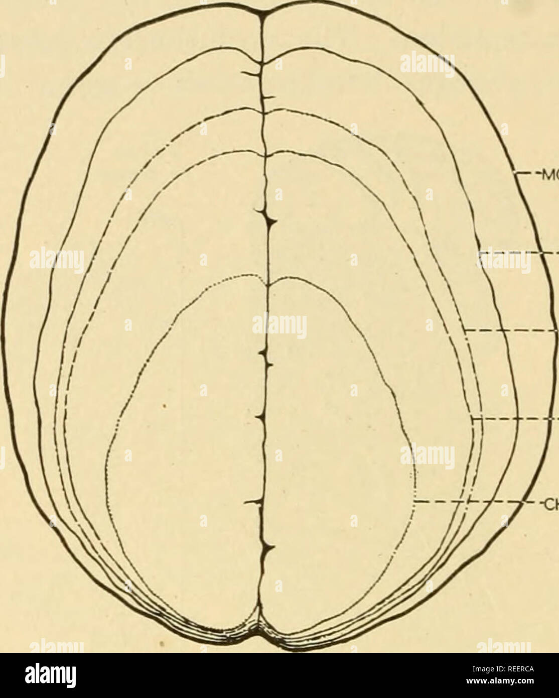 . Comparative anatomy. Anatomy, Comparative. 5o6 COMPARATIVE ANATOMY ...