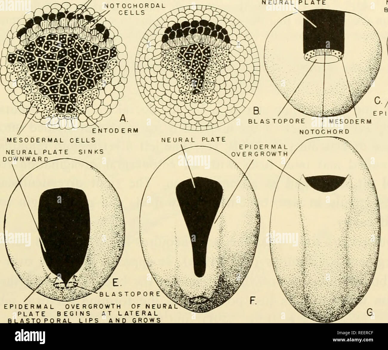 Tubulation hi-res stock photography and images - Alamy