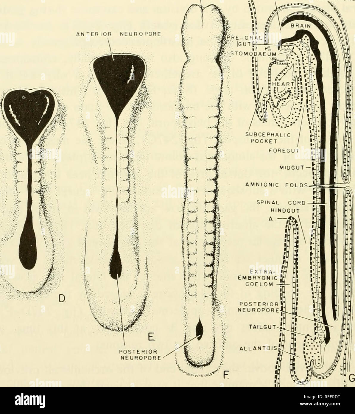 . Comparative embryology of the vertebrates; with 2057 drawings and ...