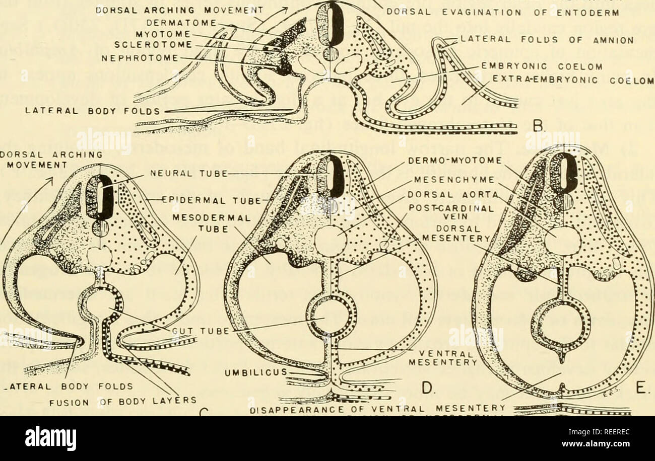 . Comparative embryology of the vertebrates; with 2057 drawings and ...