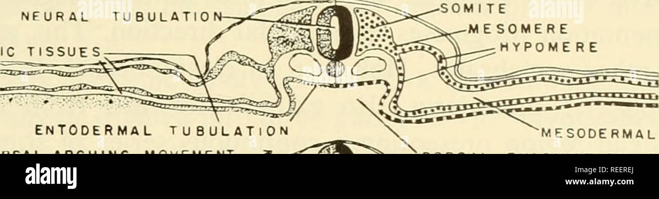 . Comparative embryology of the vertebrates; with 2057 drawings and ...