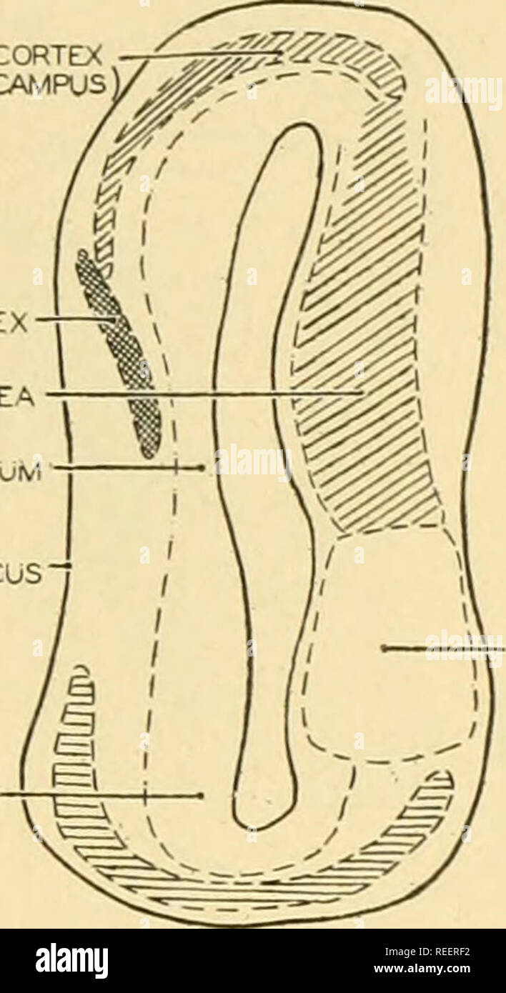 Neocortex hi-res stock photography and images - Alamy