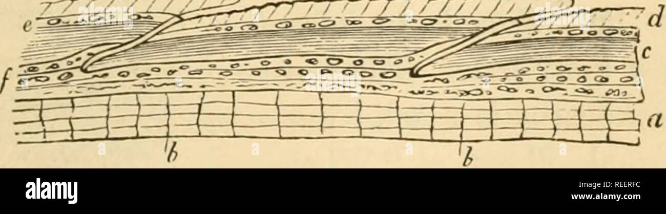 Structure of a fish scale hi-res stock photography and images - Alamy