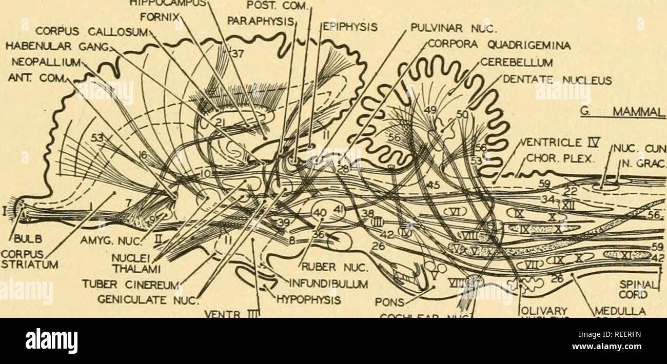Bird brain anatomy hi-res stock photography and images - Alamy