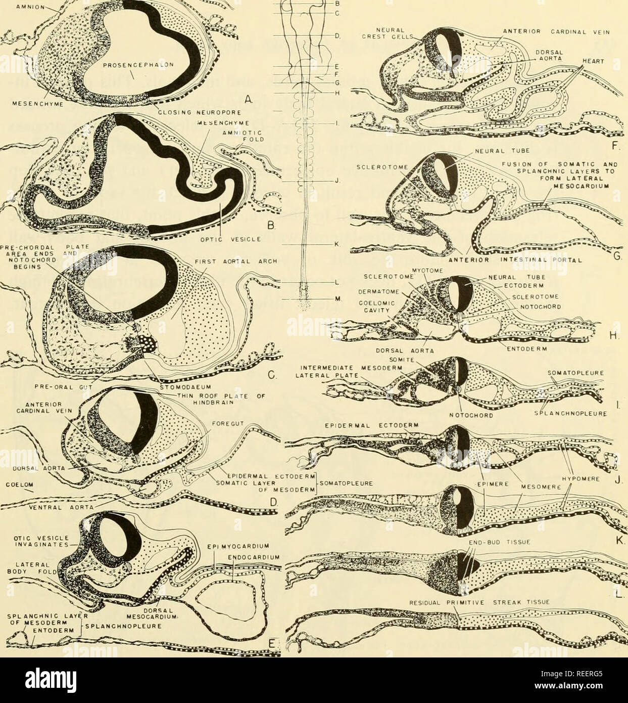. Comparative embryology of the vertebrates; with 2057 drawings and ...