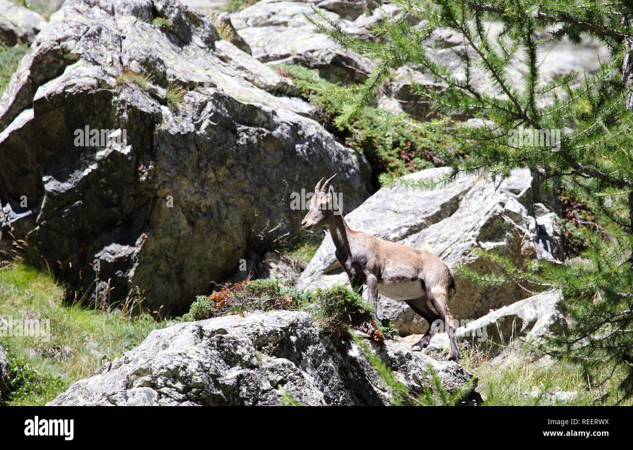 Alpine ibex young animals hi-res stock photography and images - Alamy