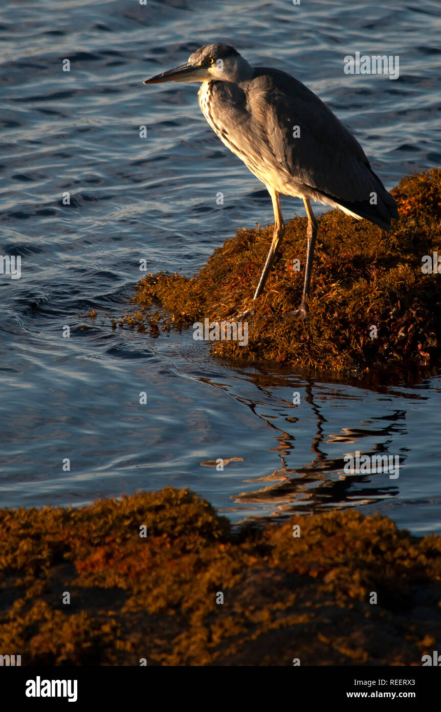 Grey heron scotland hi-res stock photography and images - Alamy