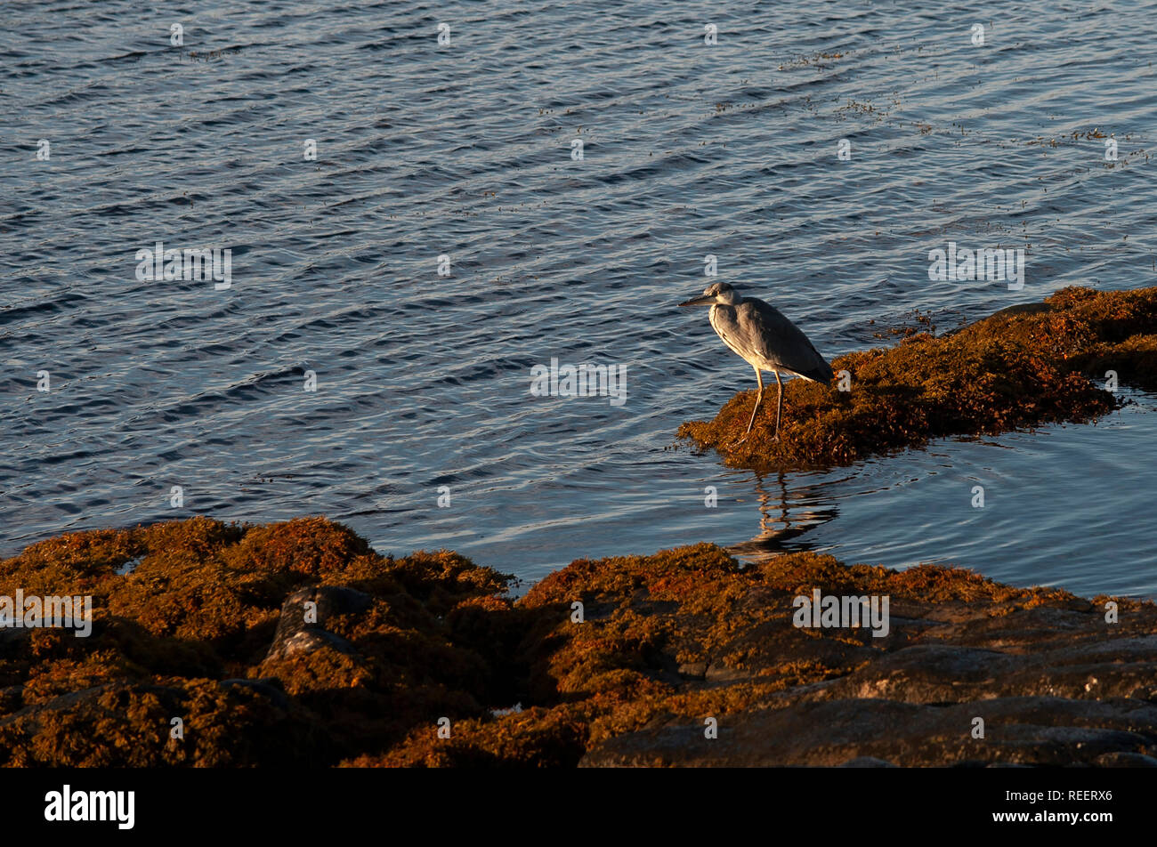 Grey heron scotland hi-res stock photography and images - Alamy
