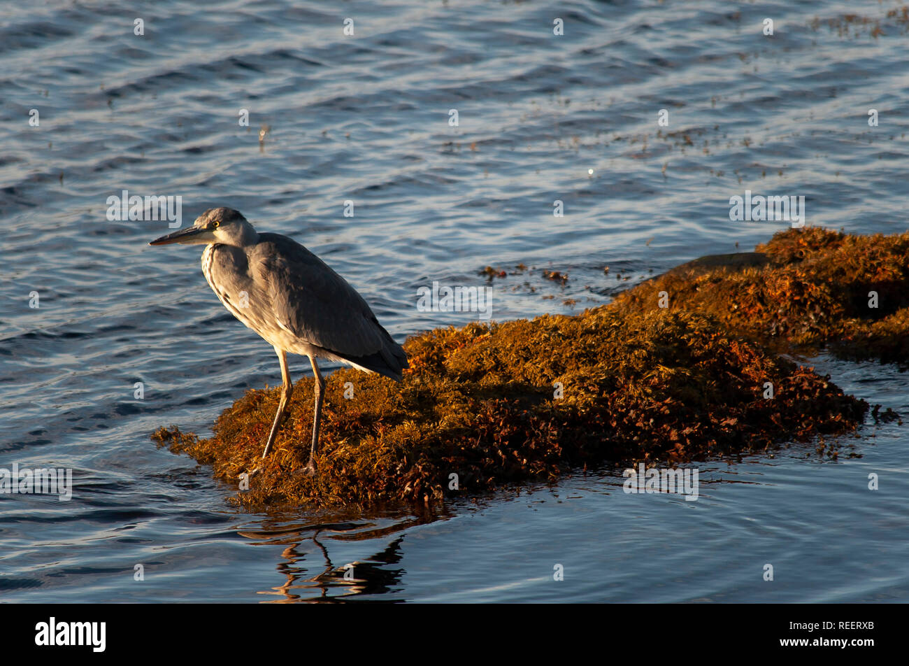 Grey heron scotland hi-res stock photography and images - Alamy