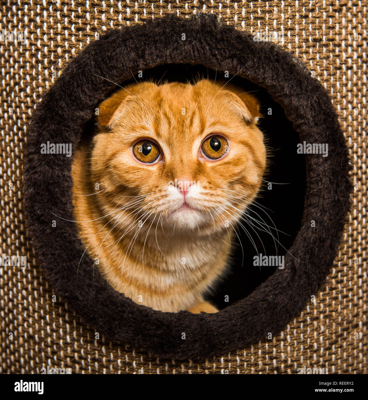 Scottish Fold red cat in cat house Stock Photo - Alamy