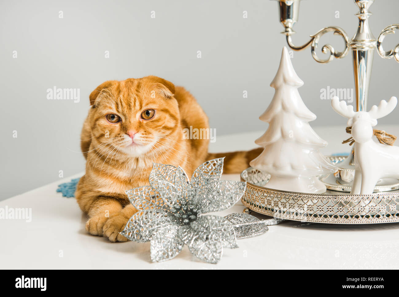 Scottish Fold red cat with candlestick Stock Photo - Alamy