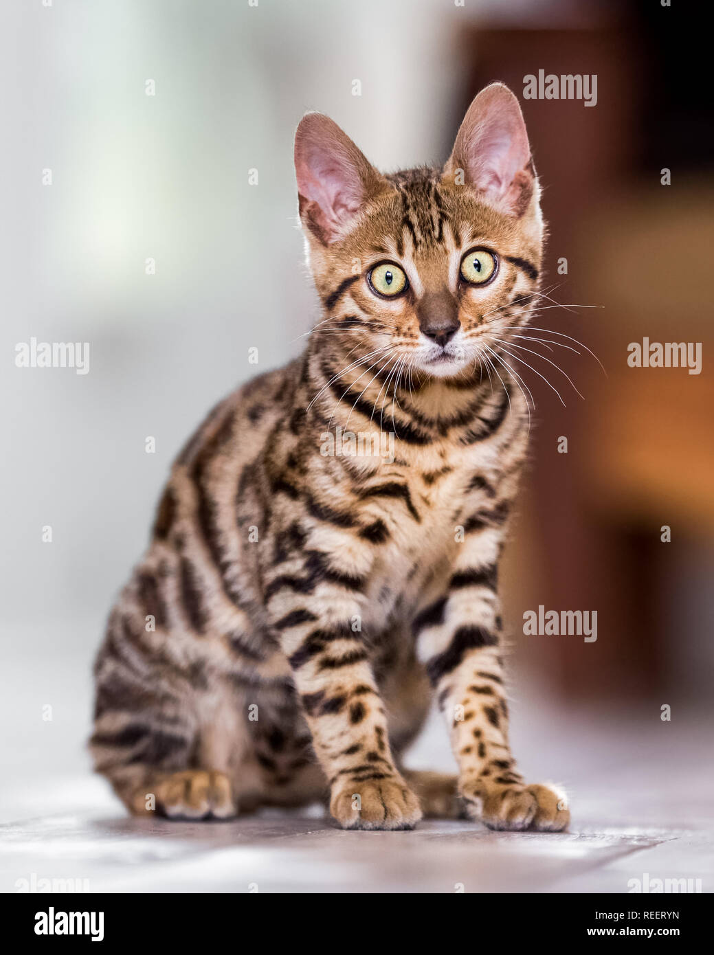 Bengal cat hi-res stock photography and images - Alamy