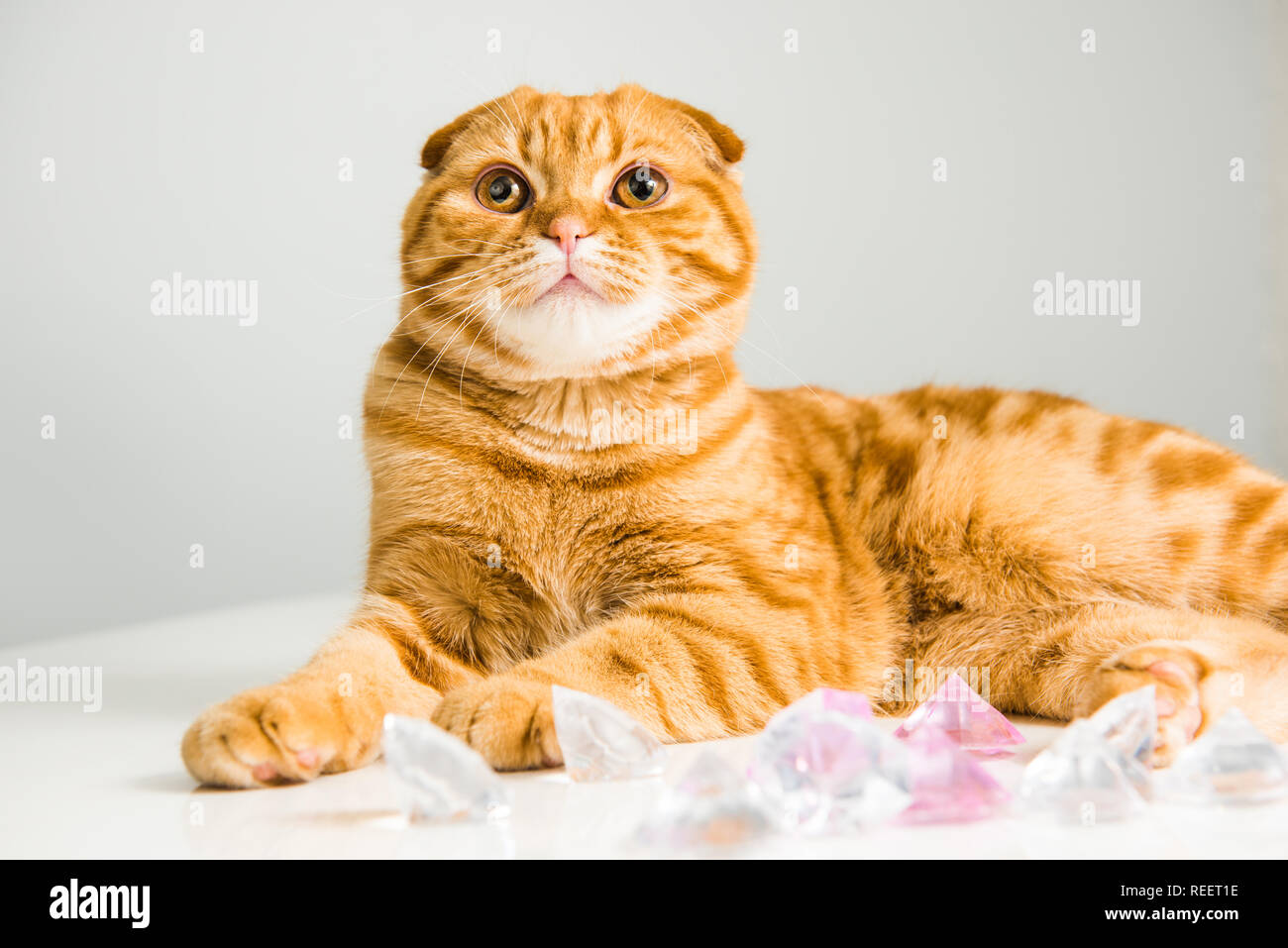 Scottish Fold red cat with diamonds Stock Photo - Alamy