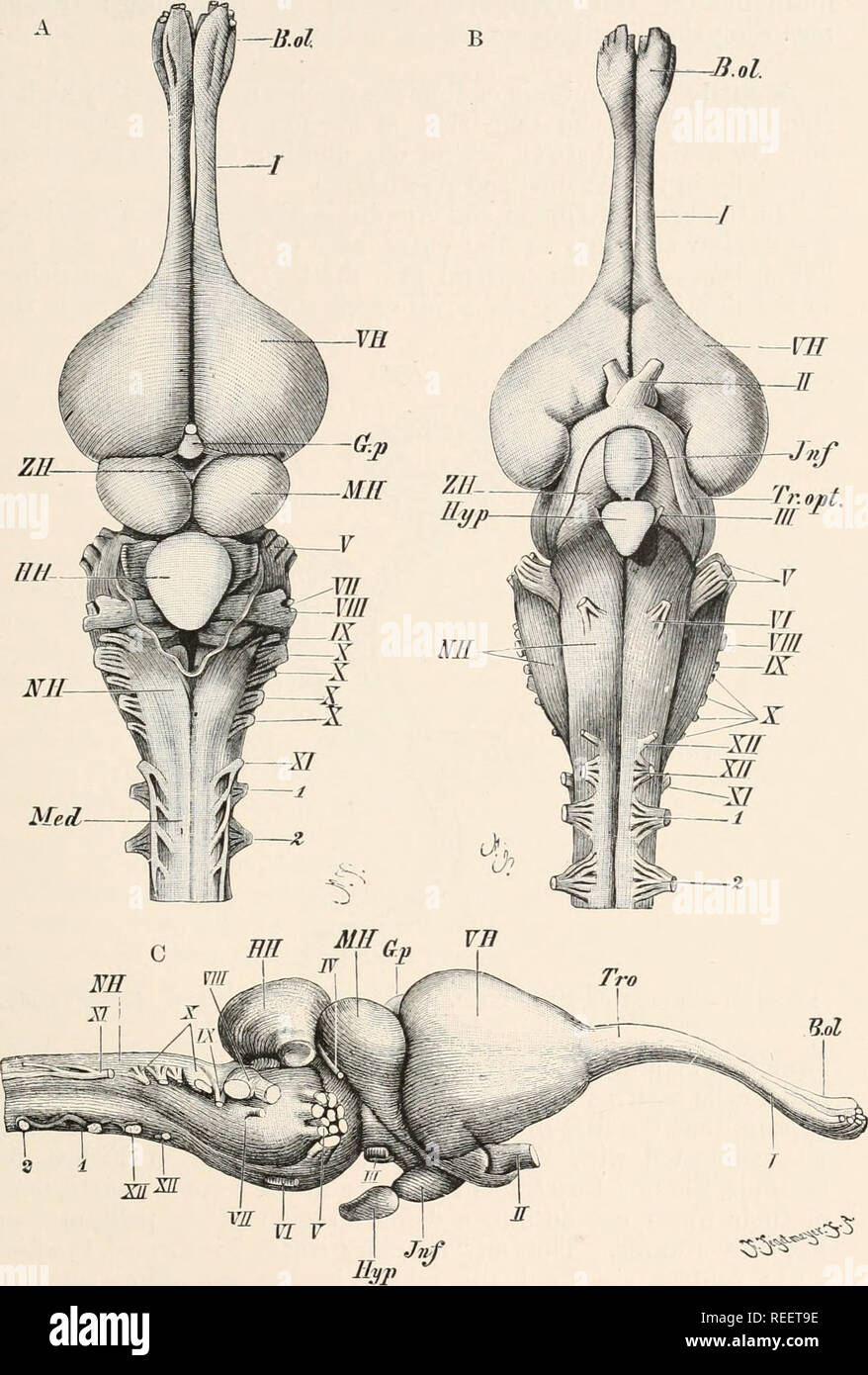 . Comparative anatomy of vertebrates. Anatomy, Comparative; Vertebrates ...