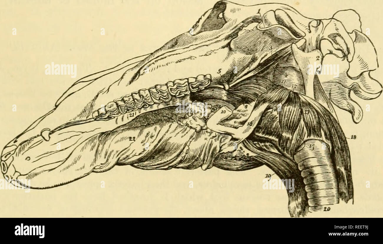. The comparative anatomy of the domesticated animals. Horses ...